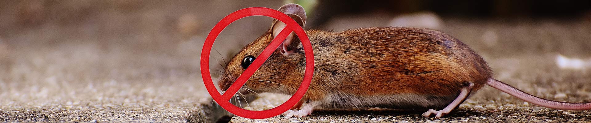 Rodent Proofing - Mice Hunters